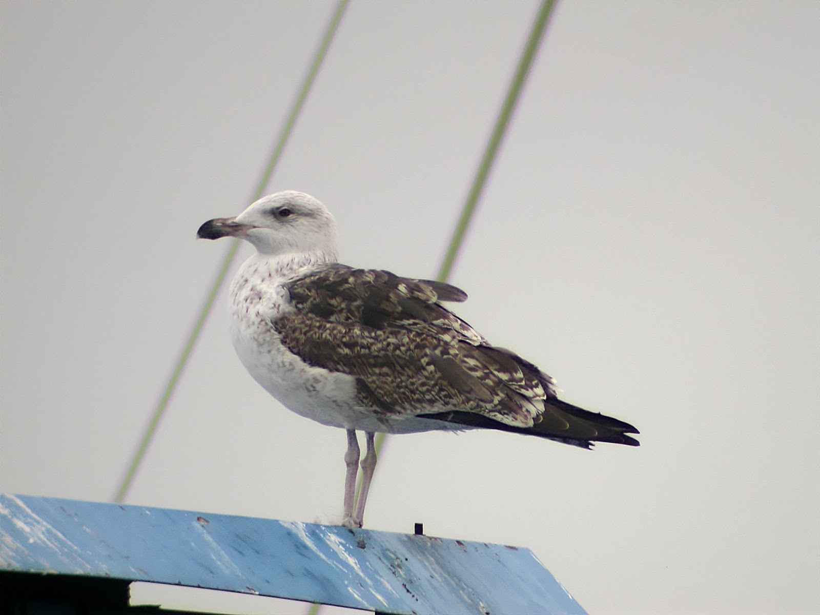 Aves y Fotografía de Naturaleza: Gavión Atlántico, Larus marinus, Great ...