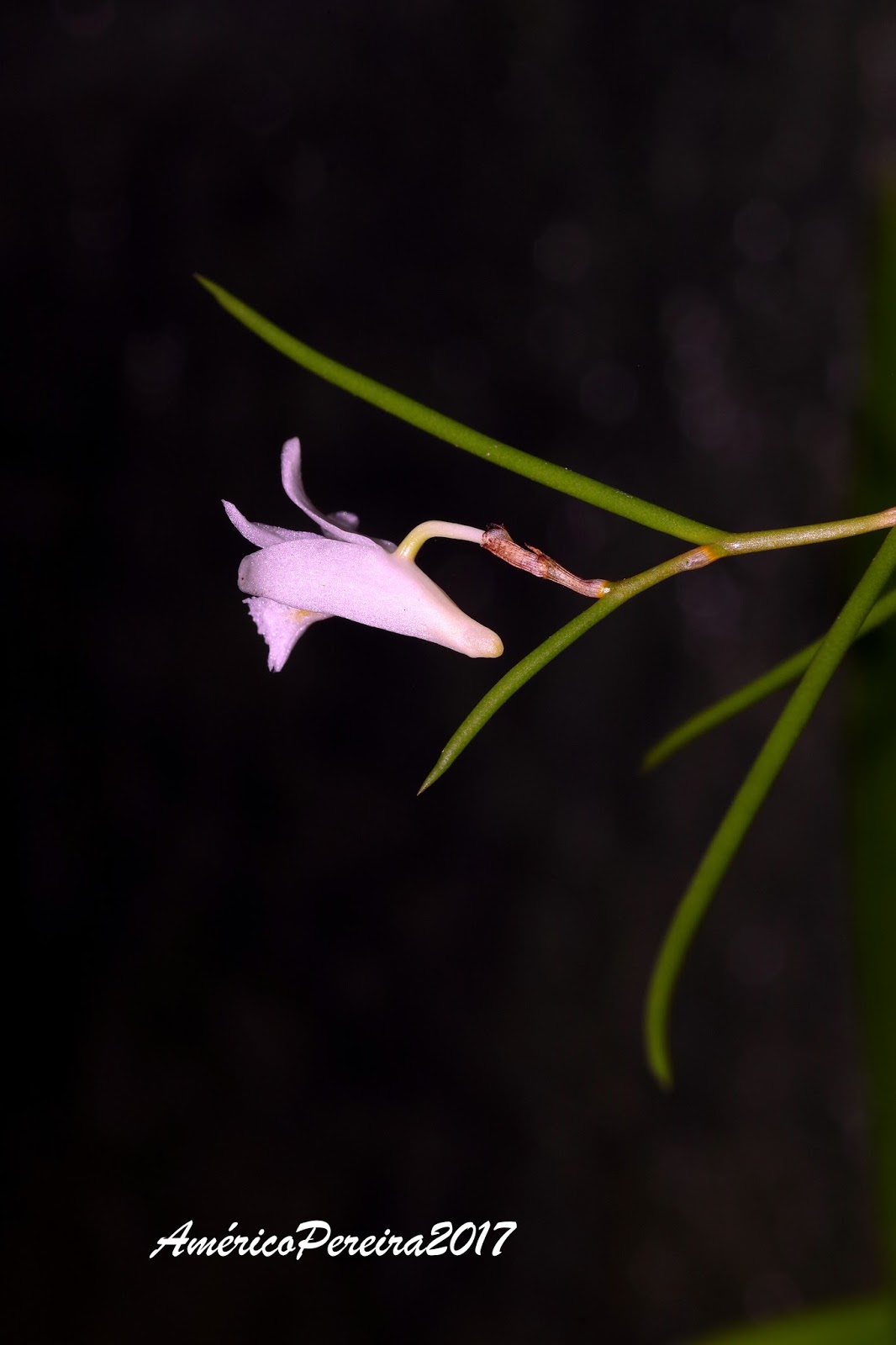 Orquídeas soltas: Dendrobium equitans
