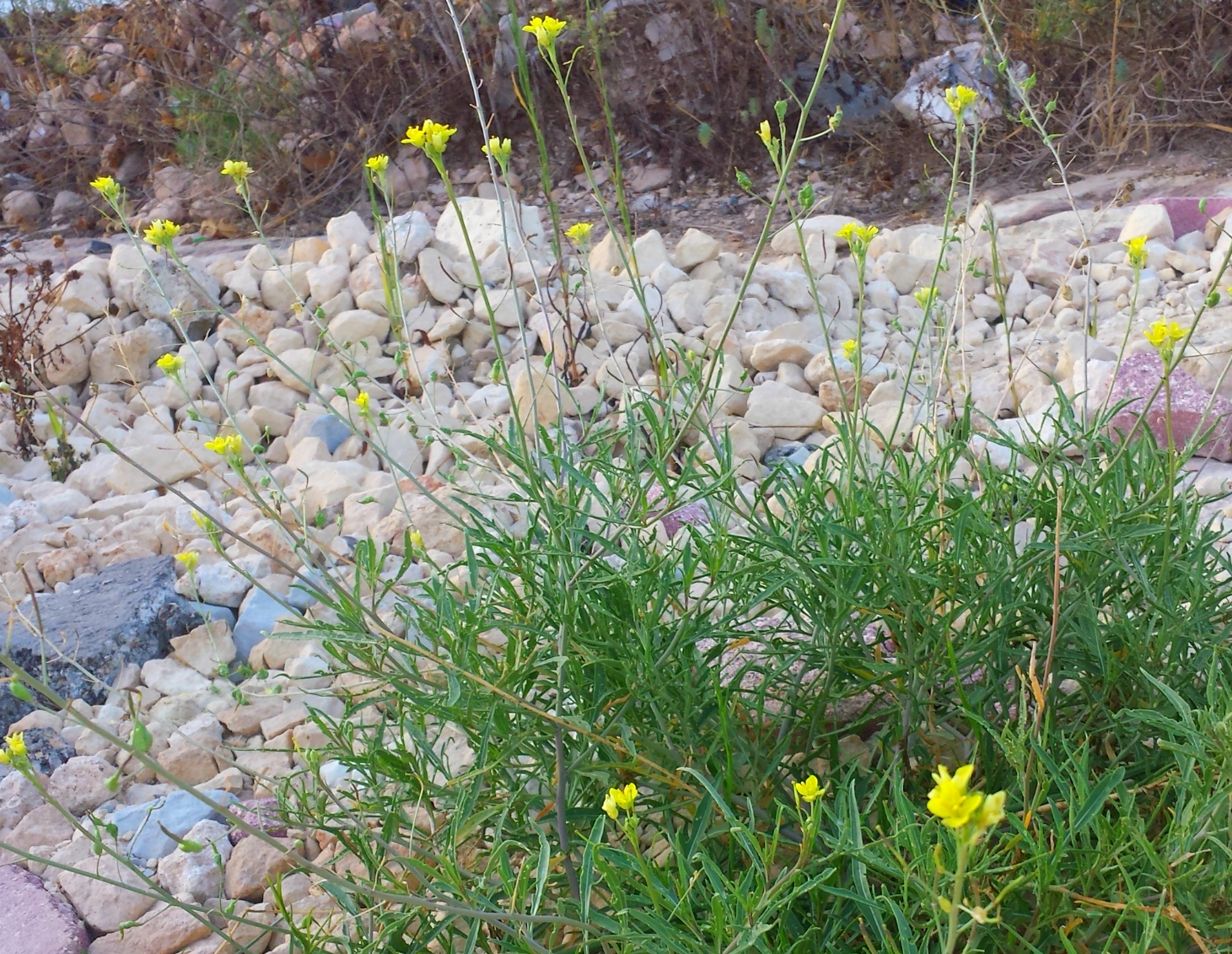 Maltese Wild Flowers: Field Mustard | SNAPSHOTS OF MALTA
