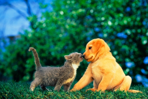 Galerie Foto - Animale ~ Blog D3mon