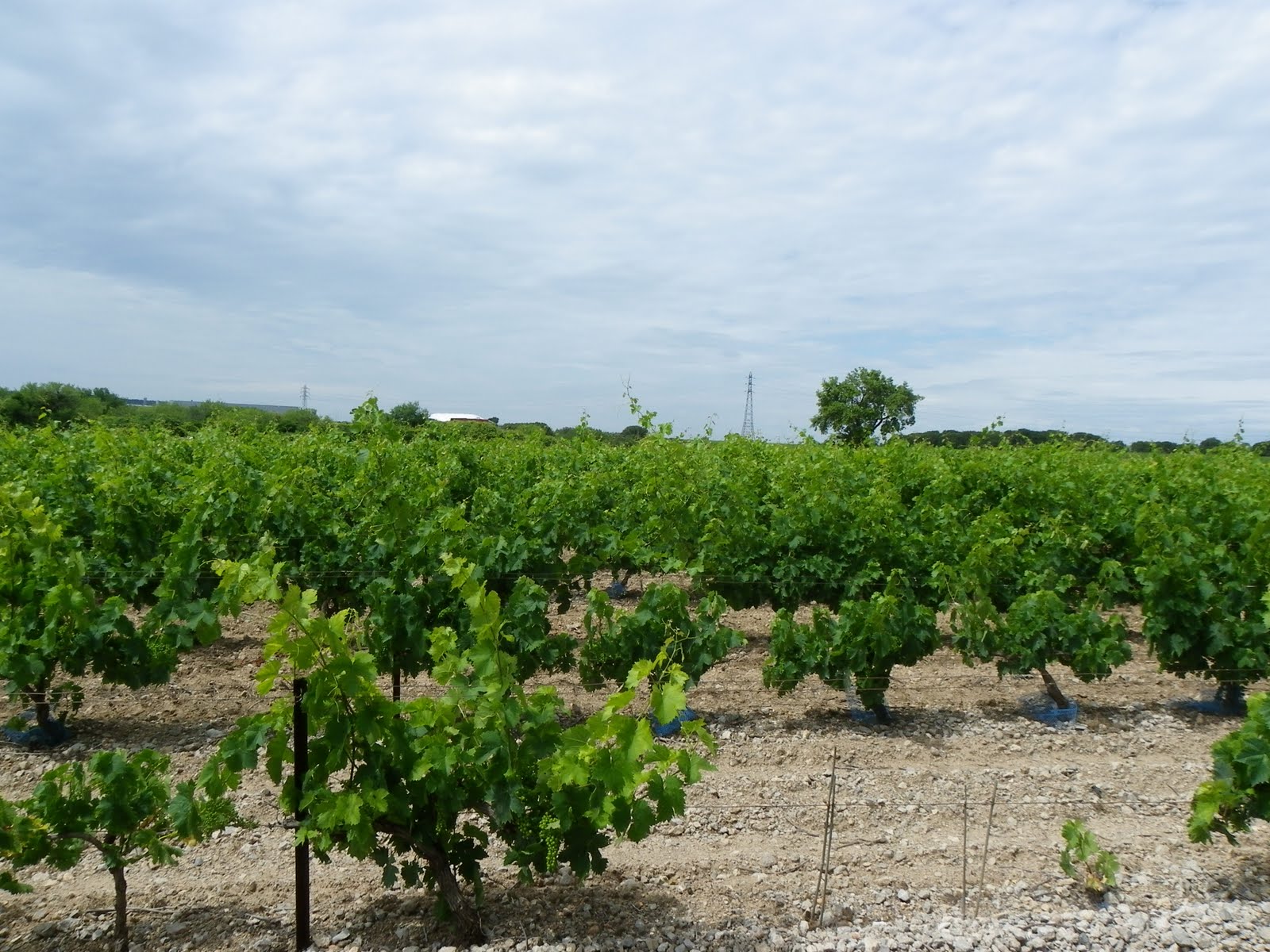 City On A Hill: Frontignan: Hills, Herbs, Weird Wines and a Spa