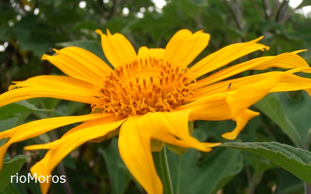 BOTÓN DE ORO: Tithonia diversifolia | Plantas rioMoros