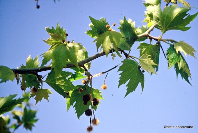 Flore de Crète: Platanus orientalis - Platane d'Orient