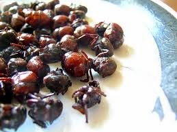 HORMIGAS CULONAS... - HOTEL CAMPESTRE CACIQUE YARIGUI