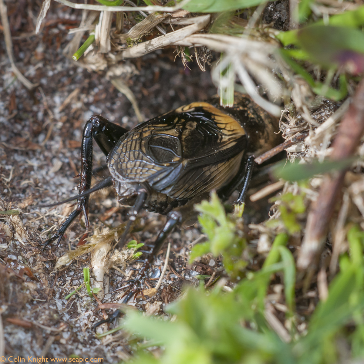 Postcards from Sussex: Brown Argus, Small Heath and a Field Cricket