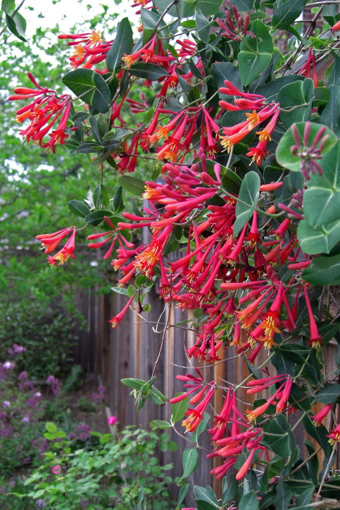 Picture of the Week: Red Honeysuckle
