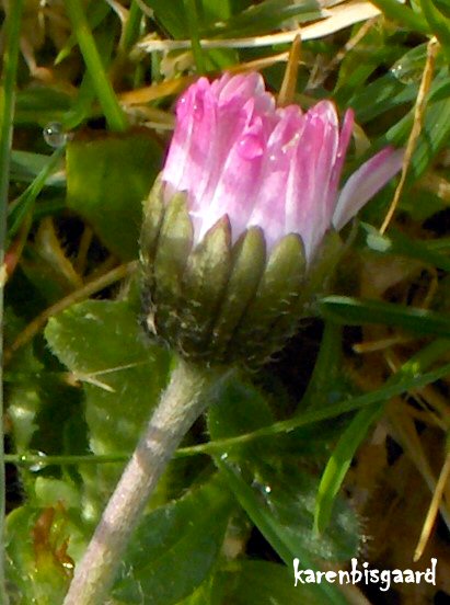 Karen`s Nature Photography: Mini Daisy Flower in Lawn.