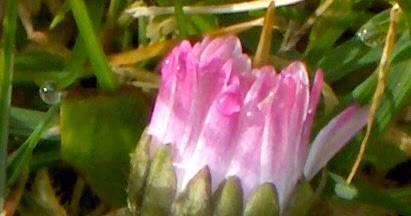 Karen`s Nature Photography: Mini Daisy Flower in Lawn.