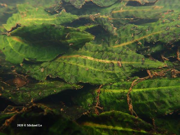 The rainforests of Borneo & Southeast Asia: Freshwater underwater world ...