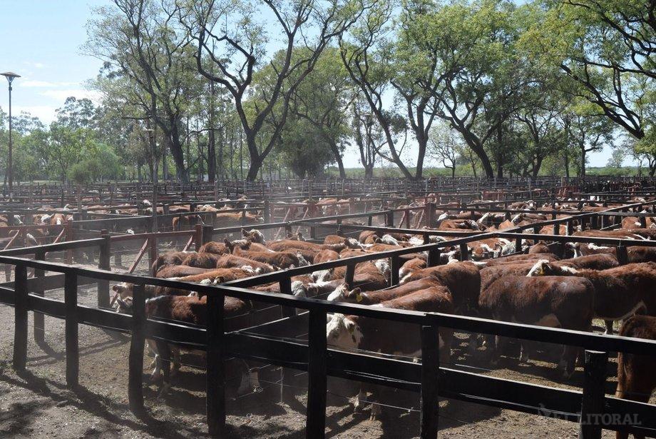 ASOCIACION ECOLOGISTA RIO MOCORETA: PANORAMA DE LA GANADERIA de cria en ...