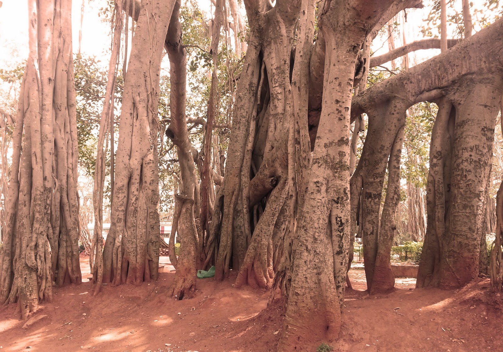 Share my Attitude: Dodda Alada Mara - Big Banyan Tree