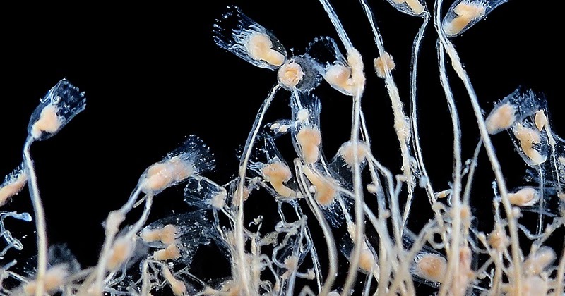 Species New to Science: [Cnidaria • 2019] Benthic Hydroids (Hydrozoa ...