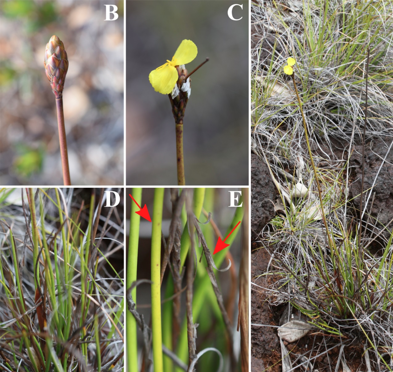 Species New to Science: [Botany • 2021] Xyris desquamatus • Taxonomy ...