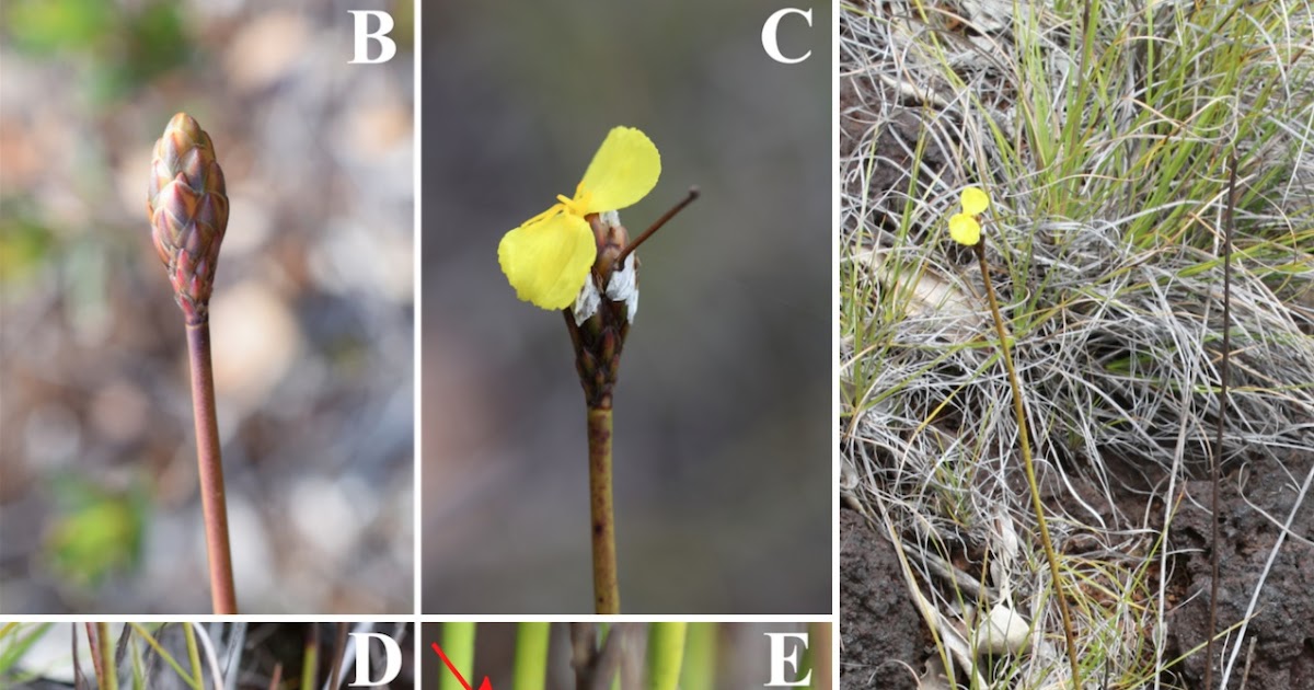 Species New to Science: [Botany • 2021] Xyris desquamatus • Taxonomy ...