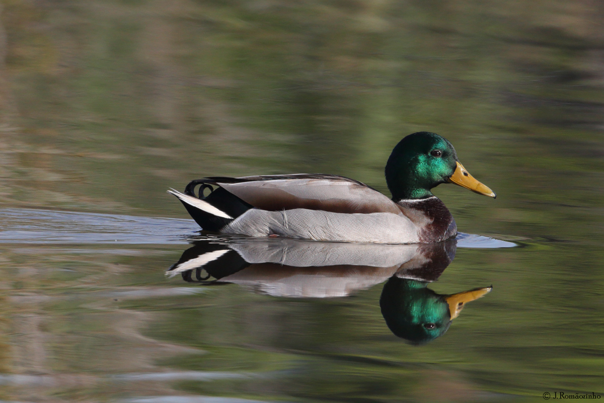 Pescador de aves: Pato real