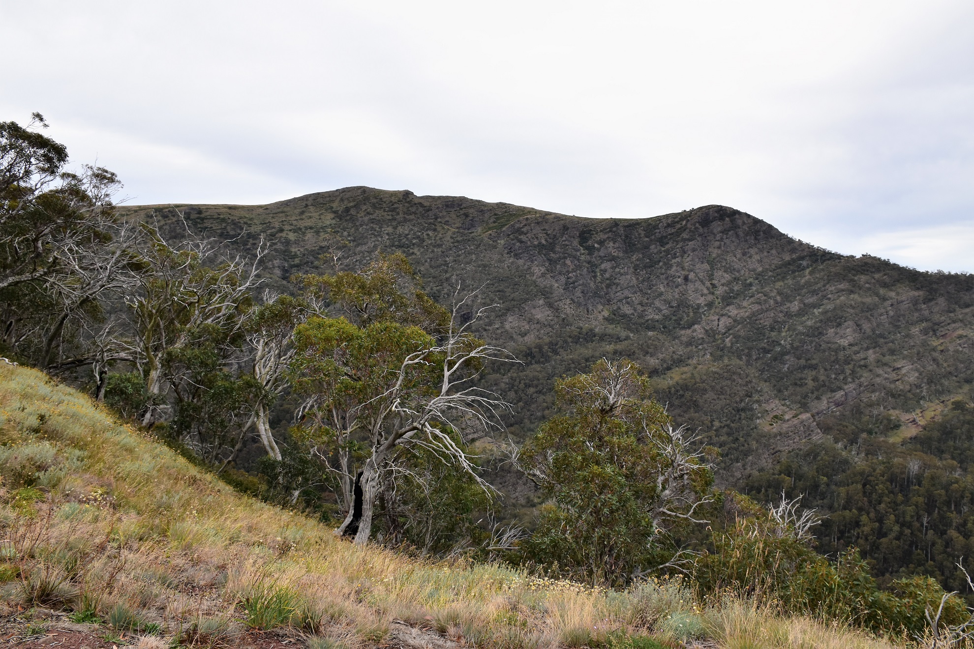 Goin' Feral One Day At A Time: Stanley Name Spur Camp to Upper Howqua ...