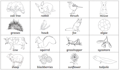 Year 4: Food chain!