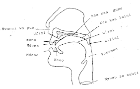 FONETIKI YA KISWAHILI: ALA ZA SAUTI KATIKA FONETIKI YA KISWAHILI