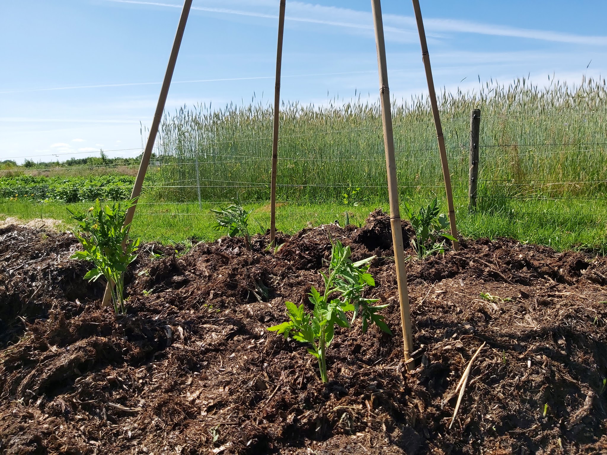 Moesker's Moestuin: Waar ik de mosterd haal.