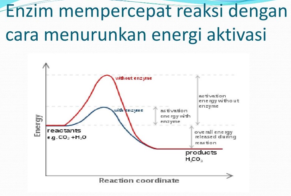 BIOLOGI GONZAGA: ENZIM METABOLISME