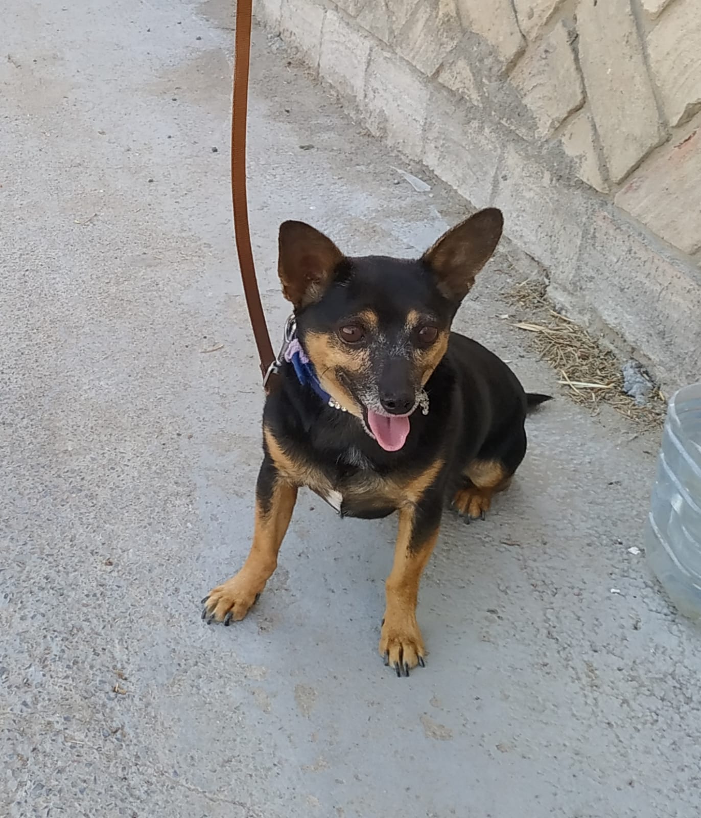 ASOCIACIÓN MAFI: EL PEQUEÑO PIPO