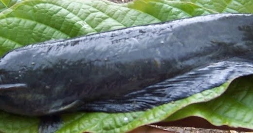 Natural Water Serene Treusues of Kerela: STINGING CAT FISH - KAARI/KADU ...