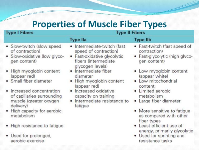 The most powerful ways: Type II Muscle Fibers