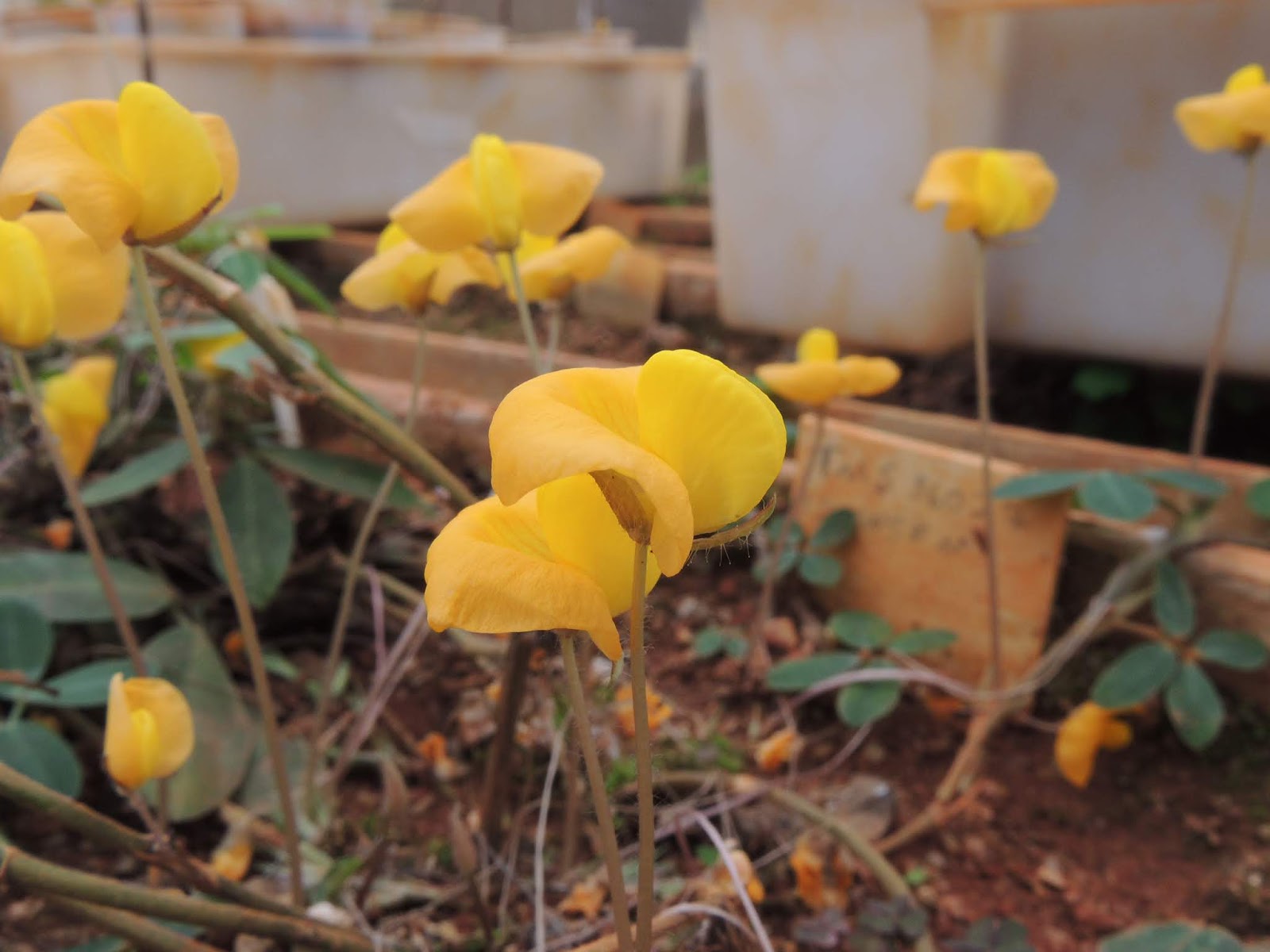 Fabaceae - Leguminosae no Brasil: maio 2018