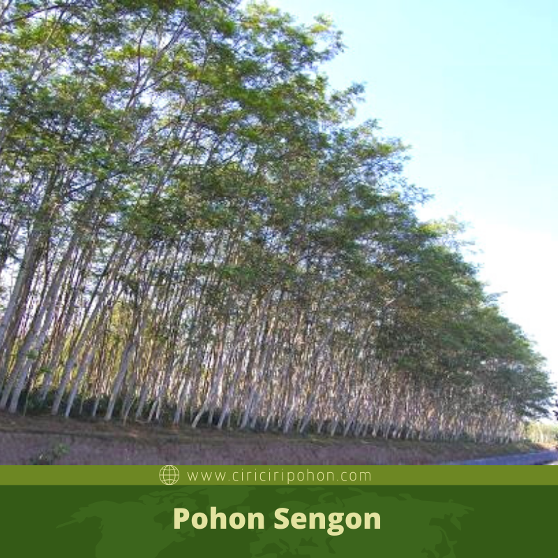 Cara Menanam Pohon Sengon Yang Tepat - Ciriciripohon.com