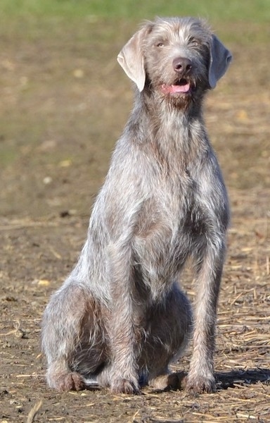 dog side stories: Slovak Rough-haired Pointer / Slovenski Hruborsty ...