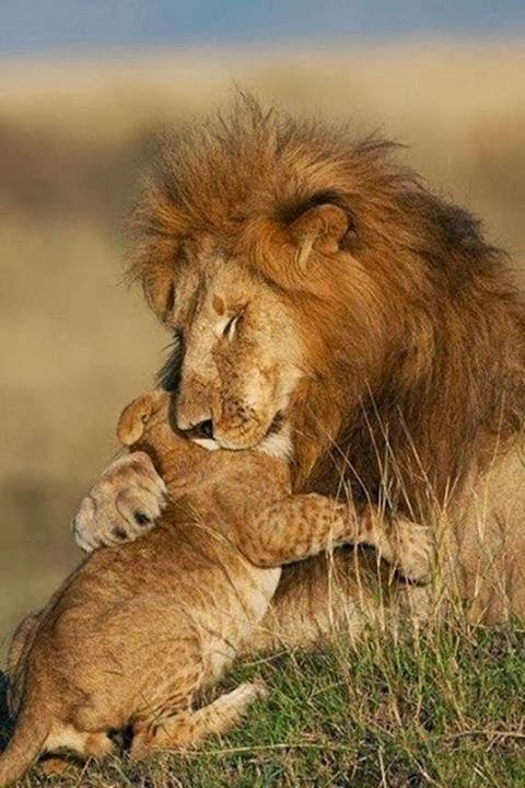 Wildlife Photos: Daddy's Big Lion Hug