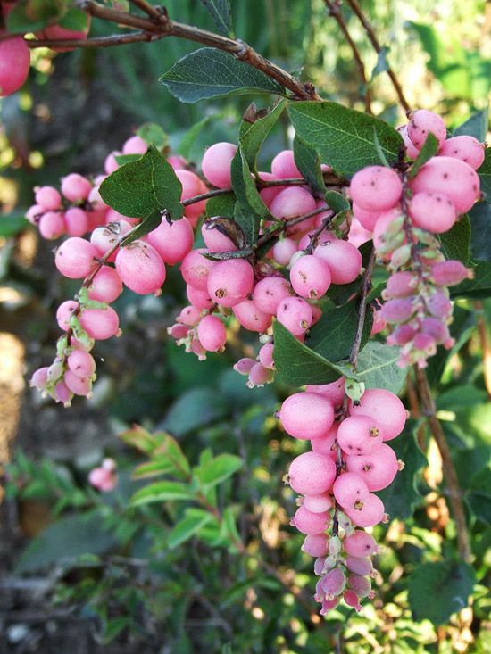Nadezda's Northern Garden : Snowberry Bush ( Symphoricarpos )
