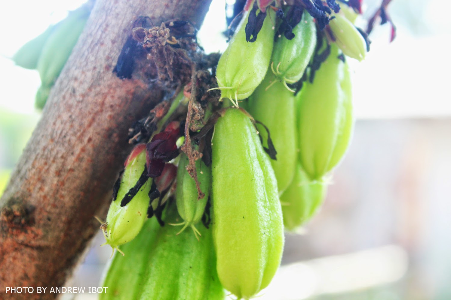 Ako si ANDREW IBOT!: Kamias (Averrhoa bilimbi)