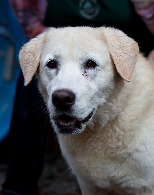 Shelter Dogs of Portland: "JULIE" darling senior Yellow Lab