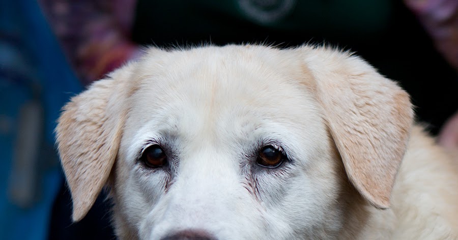 Shelter Dogs of Portland: "JULIE" darling senior Yellow Lab