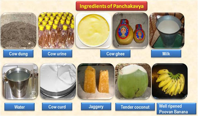 How to prepare Panchagavya an organic fertilizer? - Cultivation Of Crops