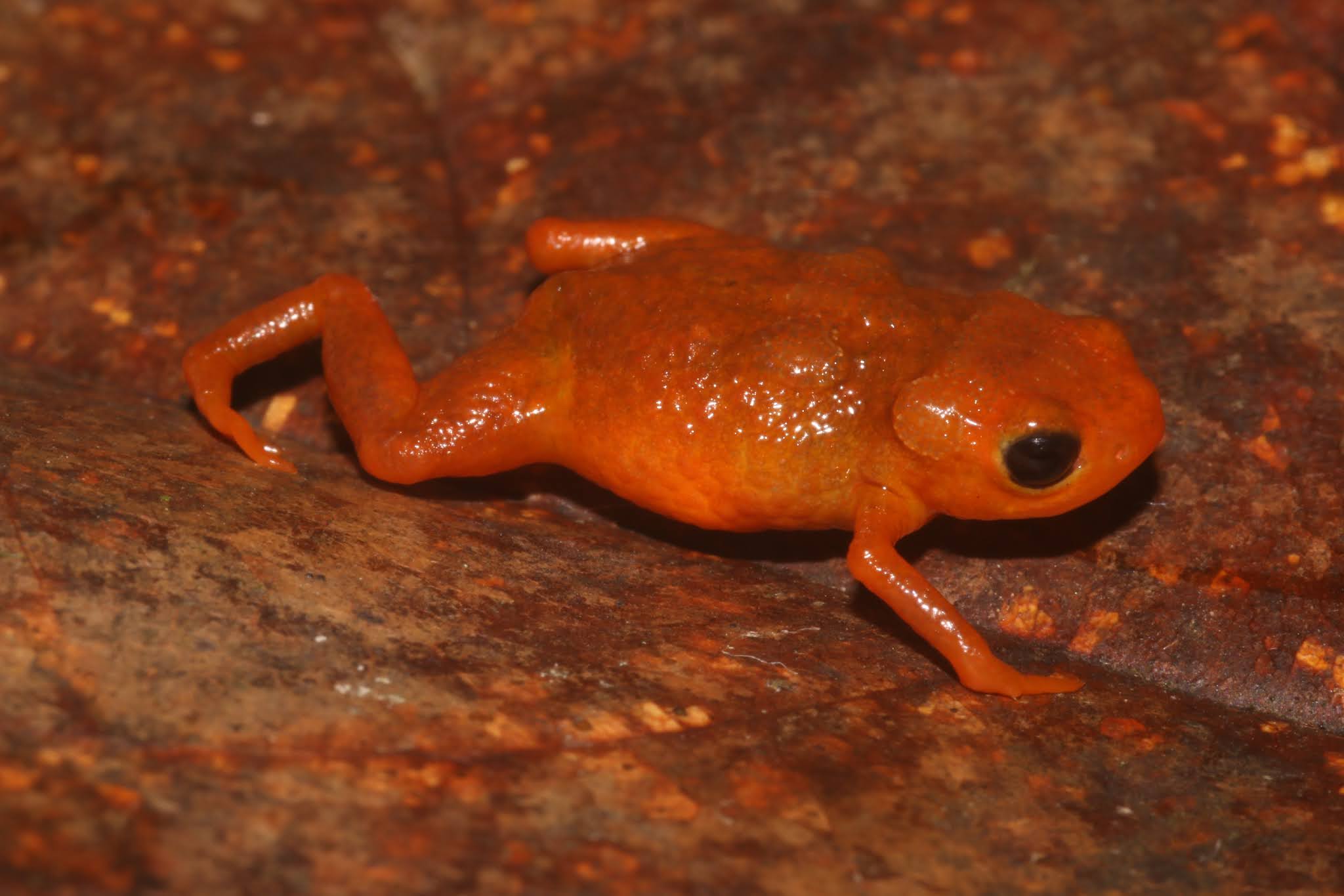 Species New to Science: [Herpetology • 2021] Brachycephalus ibitinga ...