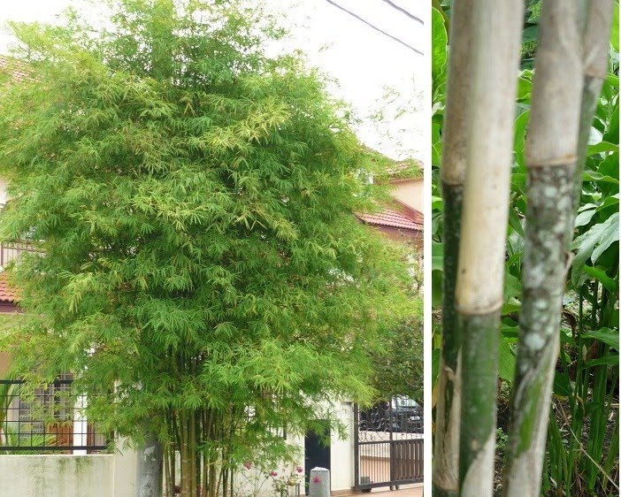 pokok buluh /bambusa (jenis dan penjagaan) : debungor