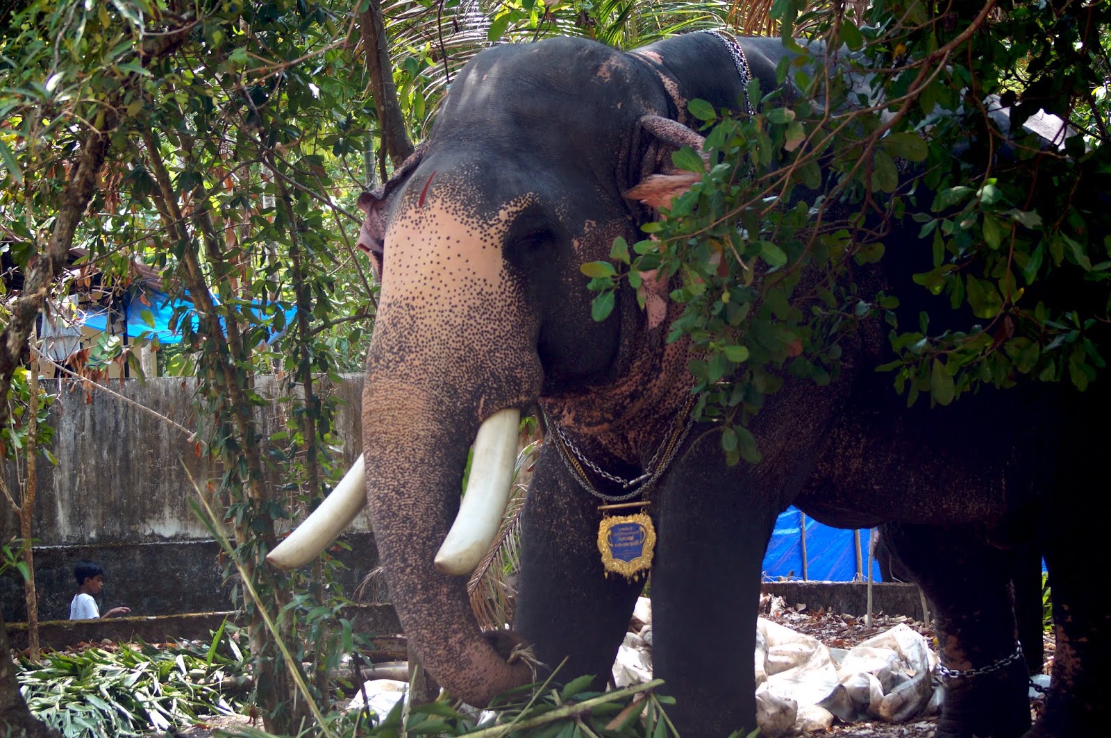Kerala Elephant Puthupally Keshavan Photos