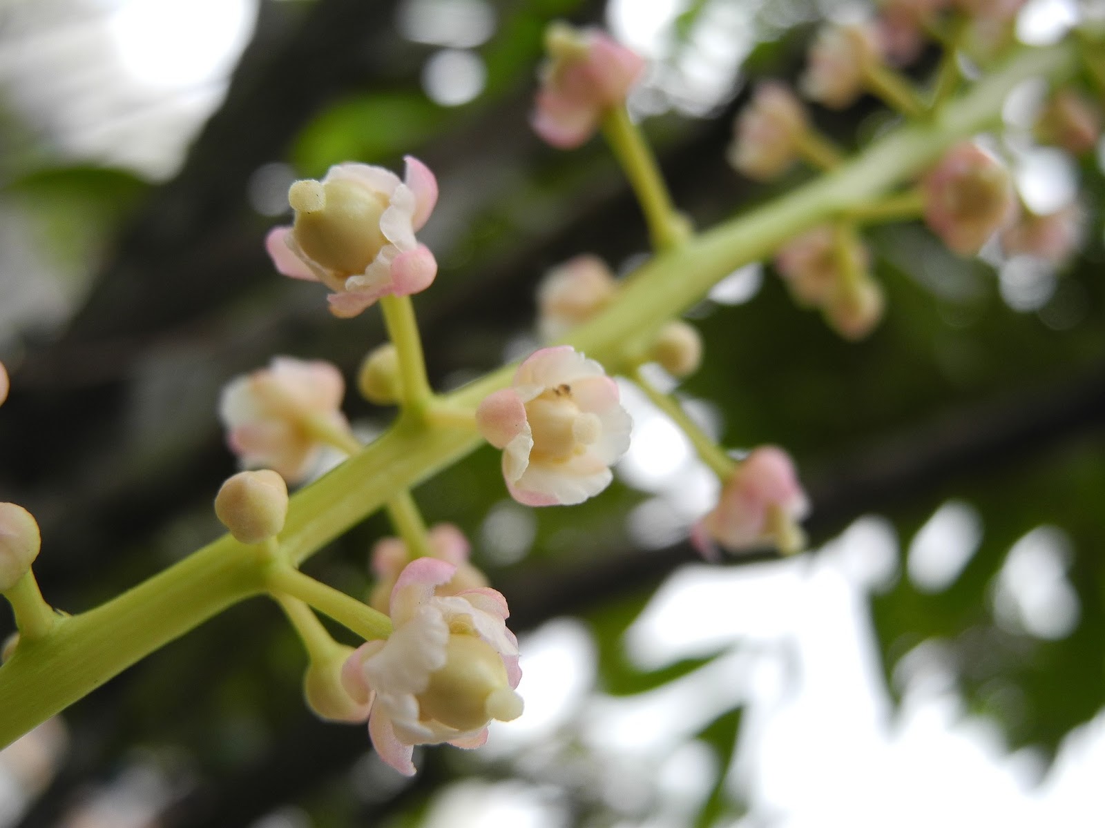 Celsius - 273 - Pulling it closer to me : Johore Tree - Lepisanthes ...