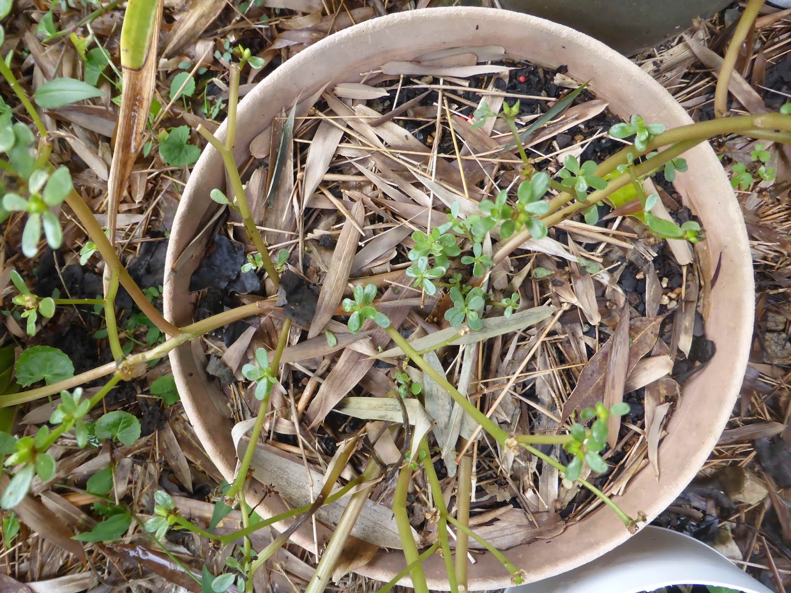 Fernmount Food Forest: Eating our Fernmount Food Forest weeds.