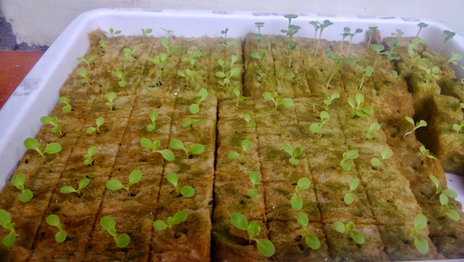 dunia organik: Cara Semai Bibit atau Benih Tanaman ( Hidroponik )