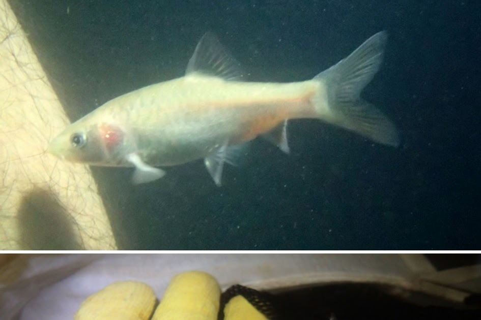 Species New to Science: [Ichthyology • 2021] Barbodes pyrpholeos • A ...