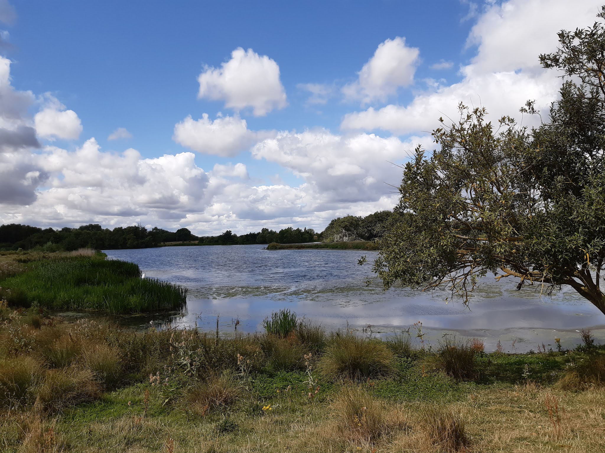 Ouse Fen RSPB