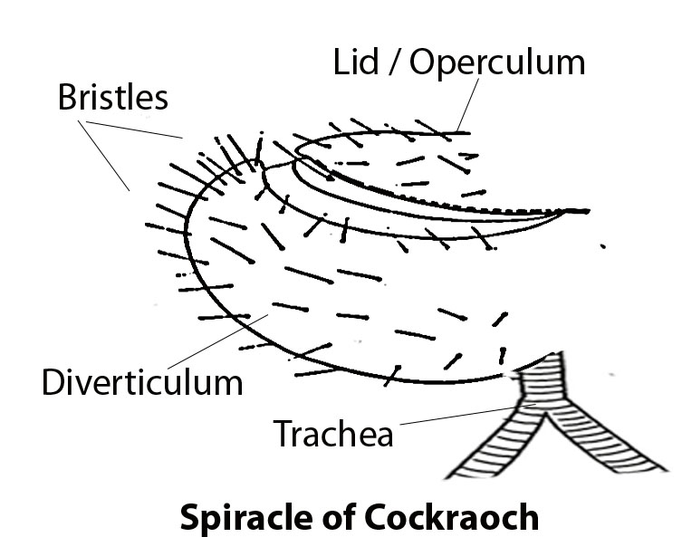 B. Sc. - II Animal Diversity- IV (Old) : Cockraoch Temporary ...
