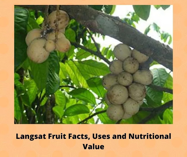 10+ Health Benefits Of Langsat Fruit For You