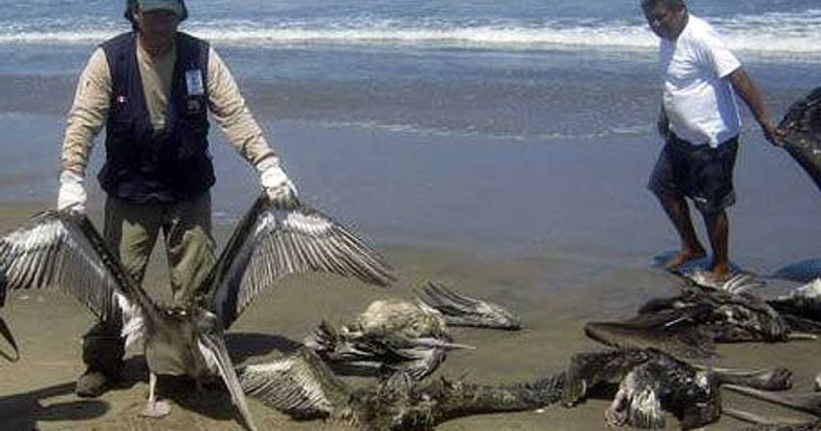 The Big Wobble : Pelicans and other species of aquatic birds dying in ...