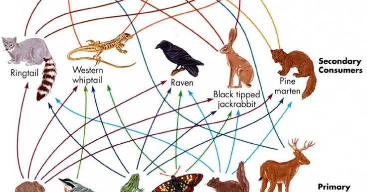 Food Chains and Webs
