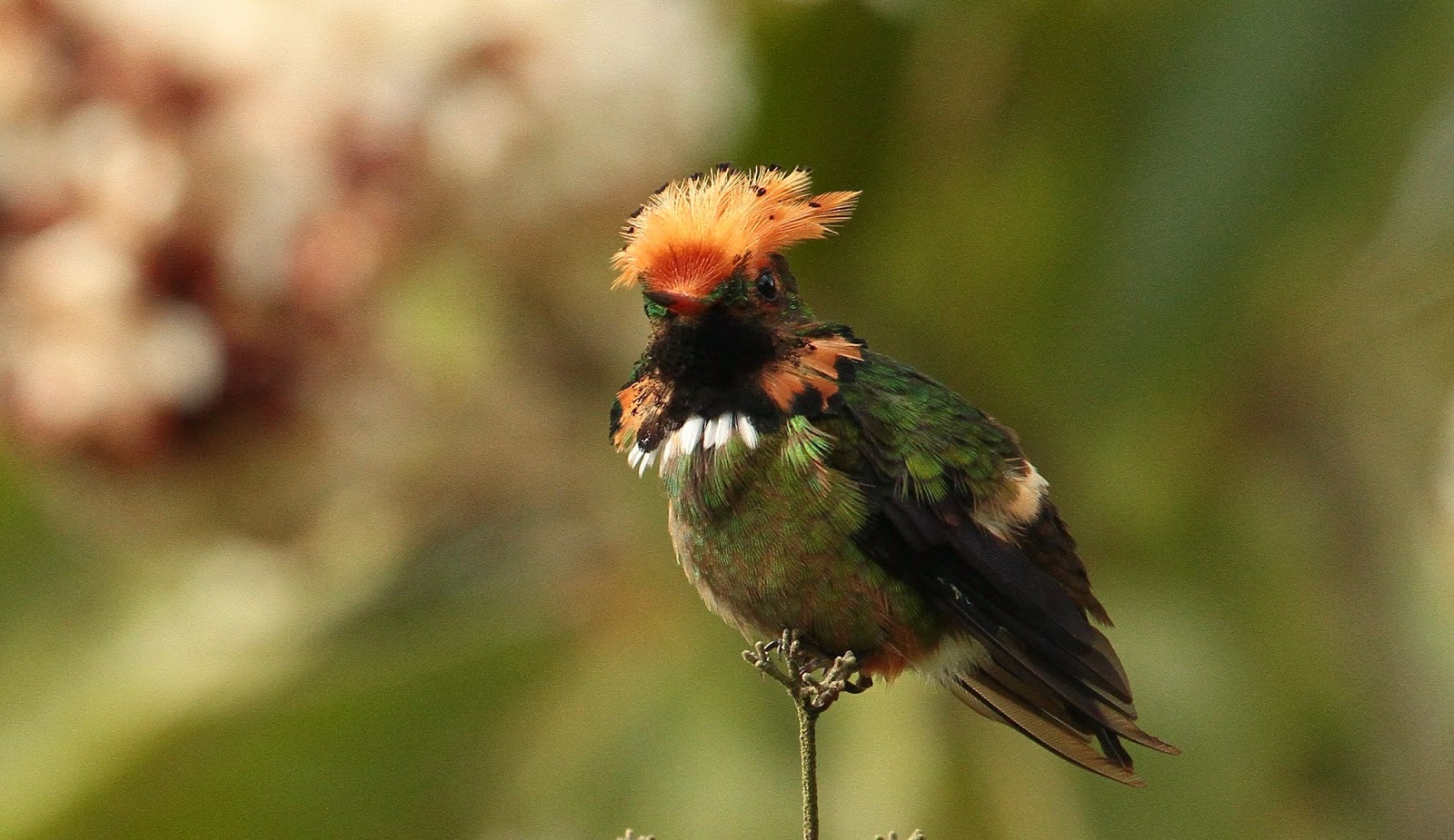Nuestro bello mundo...: Spangled Coquette, male, Lophornis stictolophus ...