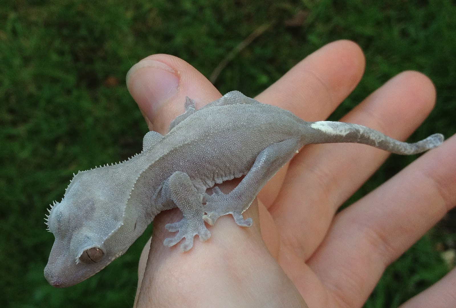 Crested Geckos Blog: Grey Geckos Photos
